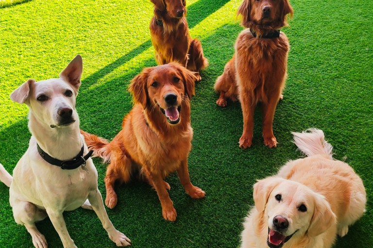 Pet Haven – Dog Boarding Riyadh | Dog Hotel Riyadh | Dog Kennels Riyadh ...
