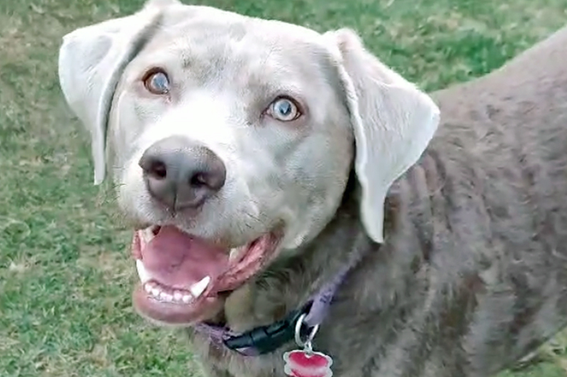 Top 5 Reasons to Board Your Dog at Pet Haven Riyadh – Pet Haven – Dog Boarding Riyadh | Dog ...